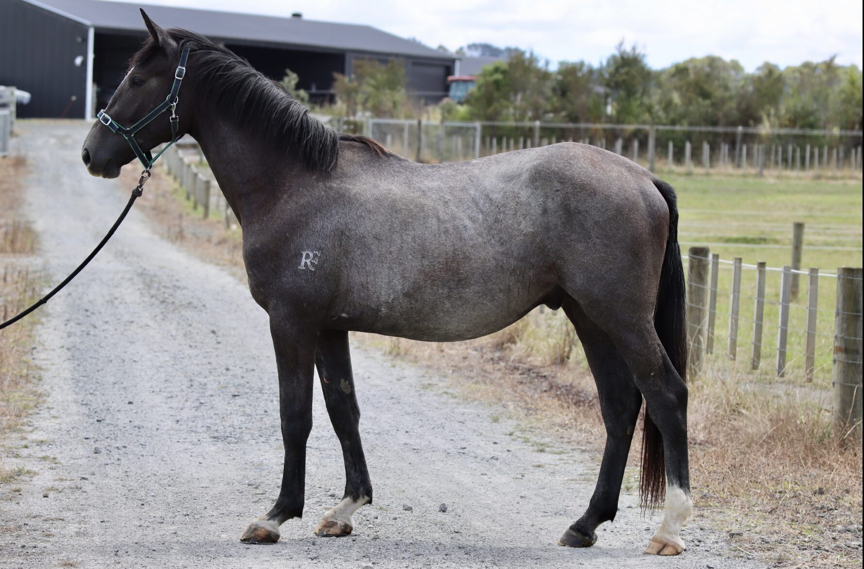 Concorde RF - EquiMatch